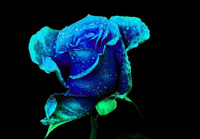 Blue Rose ~ Maybe Navy Blue
