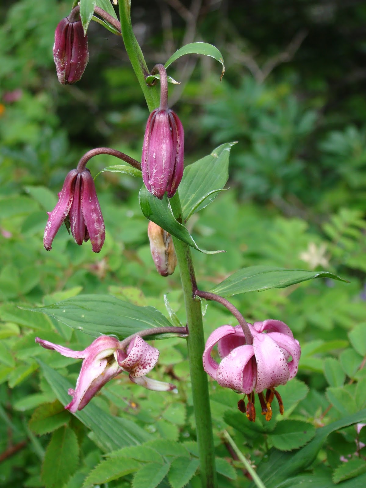 Frumusetile naturii: Crinul de padure (Lilium martagon)