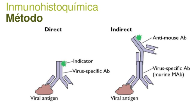 biotecnologia: HERRAMIENTAS DE LA BIOTECNOLOGIA