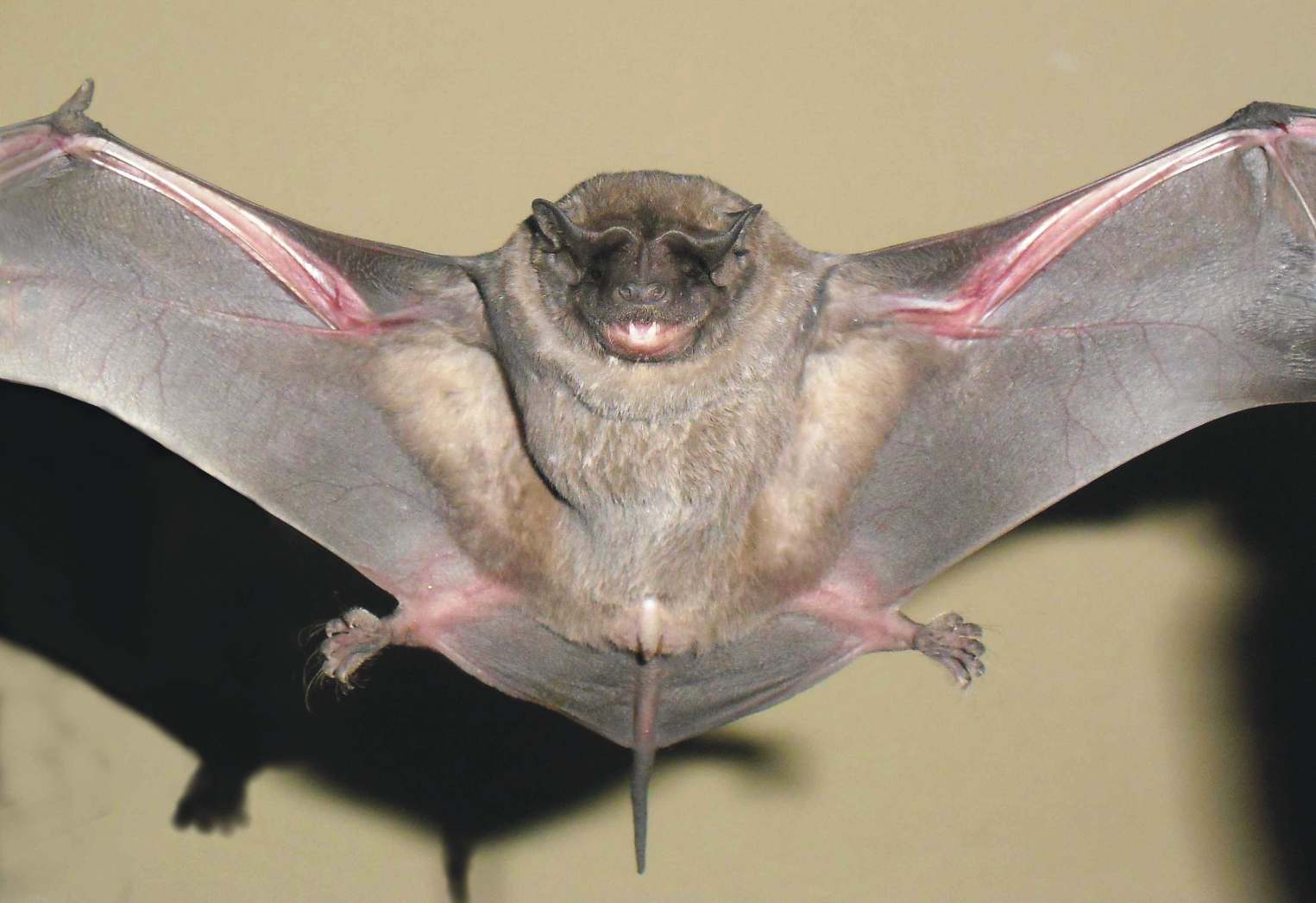 Argentina nativa: Moloso cola gruesa chico (Molossus molossus)