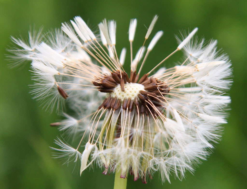RINGBORGS BLOGG: Långt bort där maskrosen blommar.......!