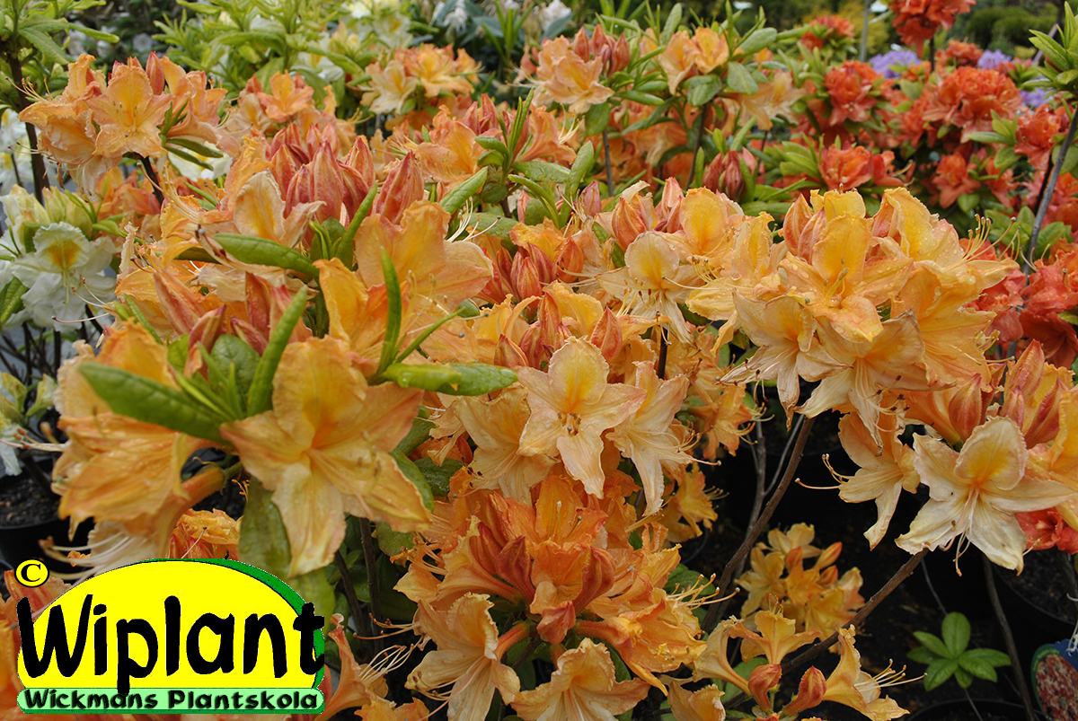 Sol och grönt: Rhododendron 'Golden lights'