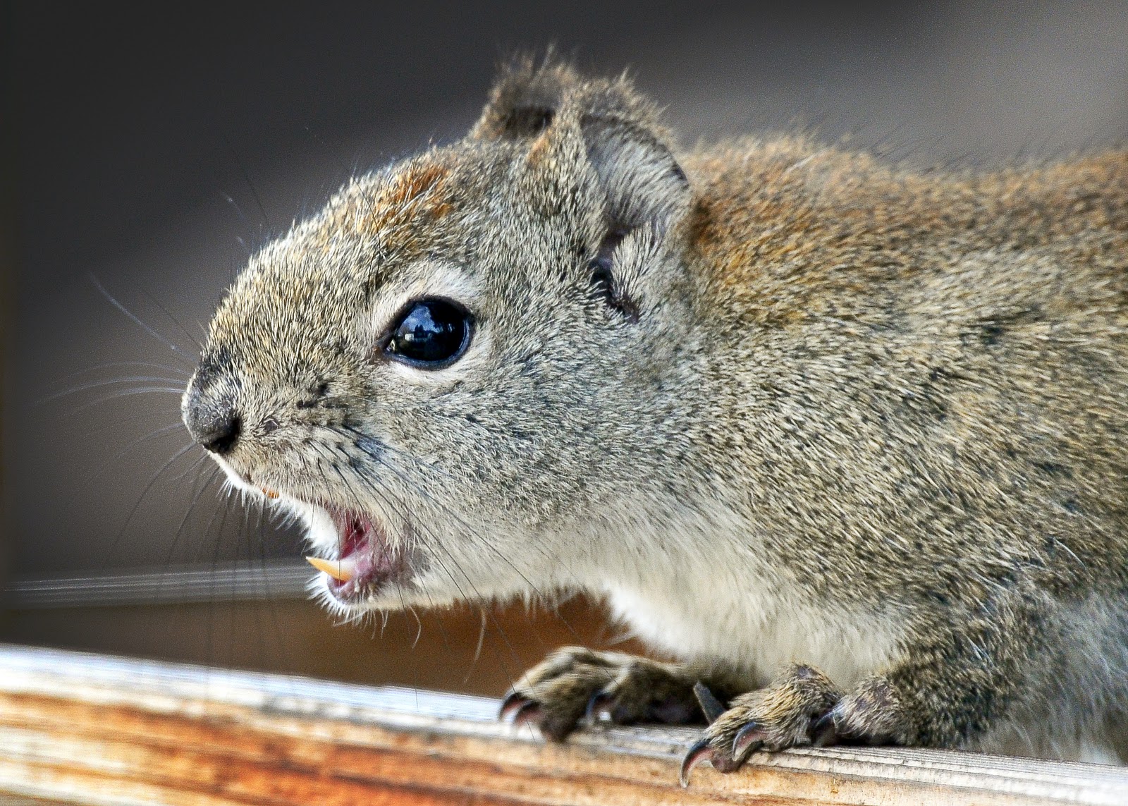 Tales from a Toymaker: September 2011