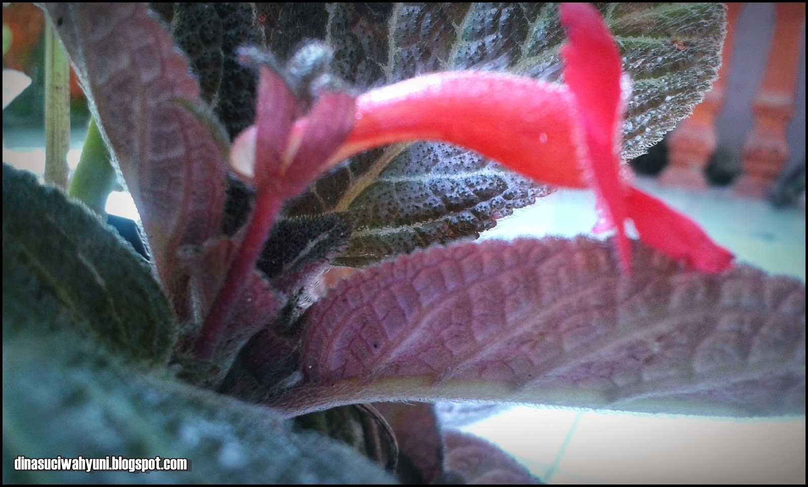 MENGENAL TANAMAN BEGONIA | JDSK