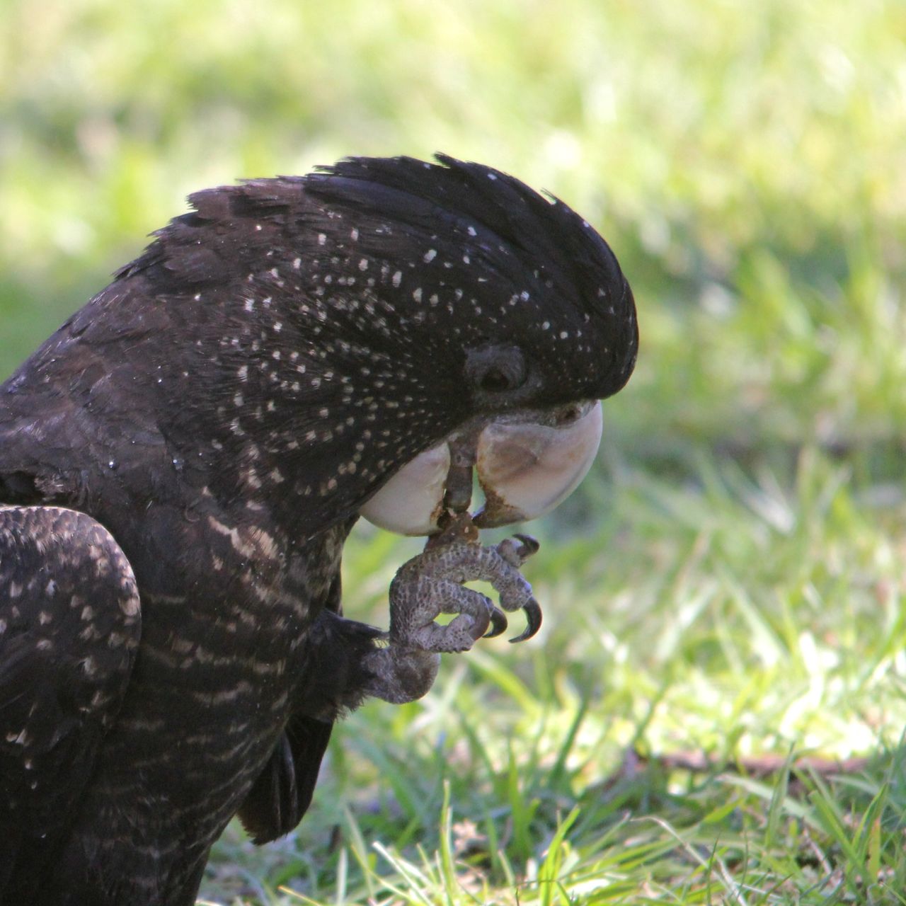 Pete's Flap Birding Aus: Kununurra cockies