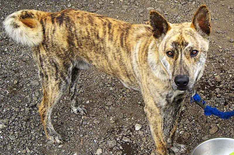 Ryukyu Life: Making Friends with the Tiger Dog