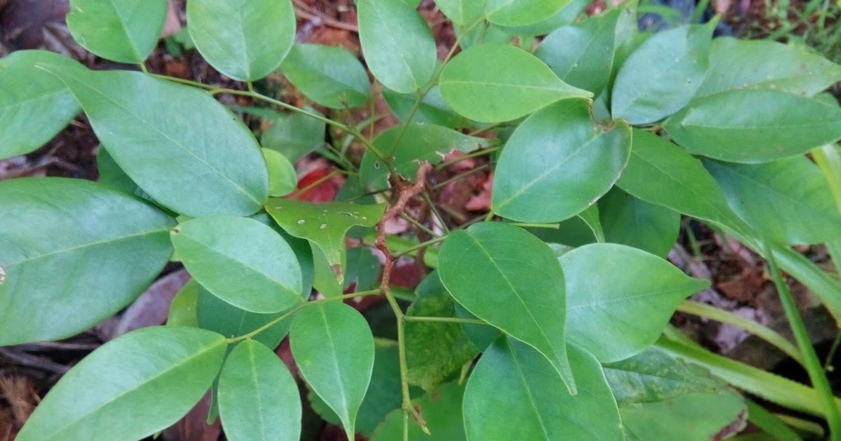 Cassia fistula / Ehala / ඇහැල / Aragvadha/ Rajavruksha/ Sampaka ...