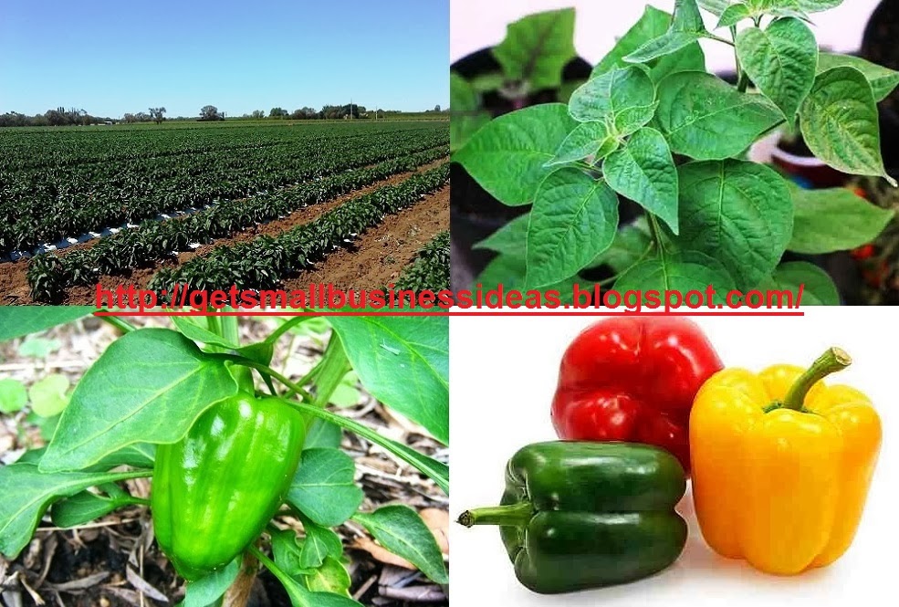 Business Ideas | Small Business Ideas: How to Grow Capsicum | Capsicum ...