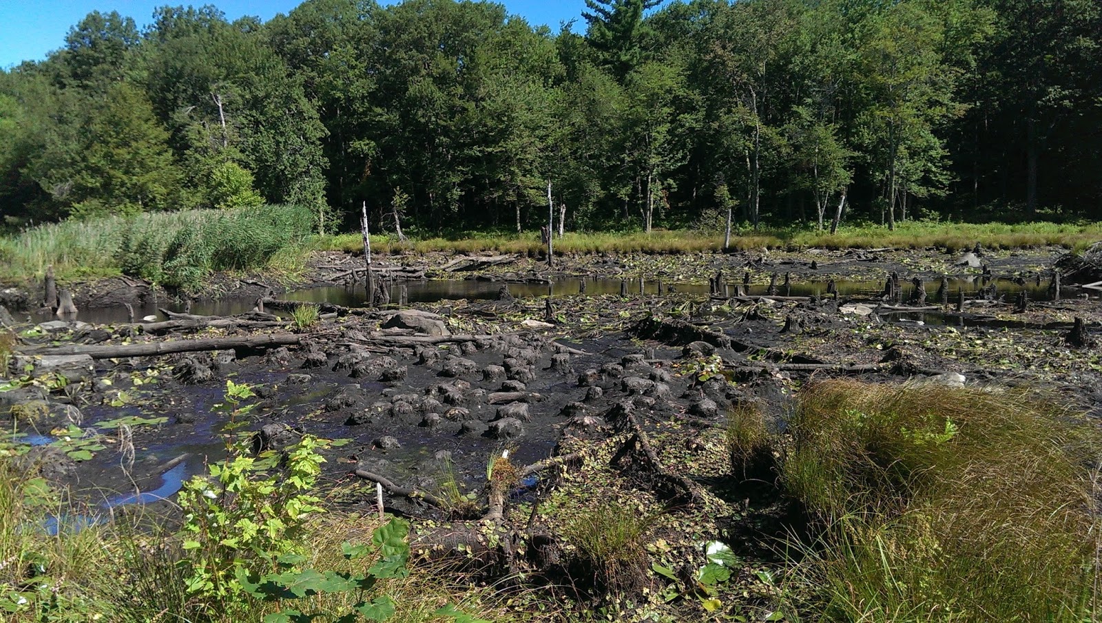 Aton Forest News: Beaver Pond Lost