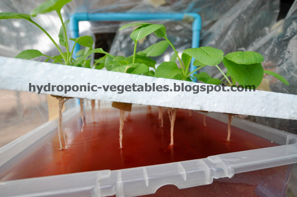ผักไฮโดรโปนิกส์ hydroponics การปลูกพืชไร้ดิน: ผักไฮโดรโปนิกส์ Root ...