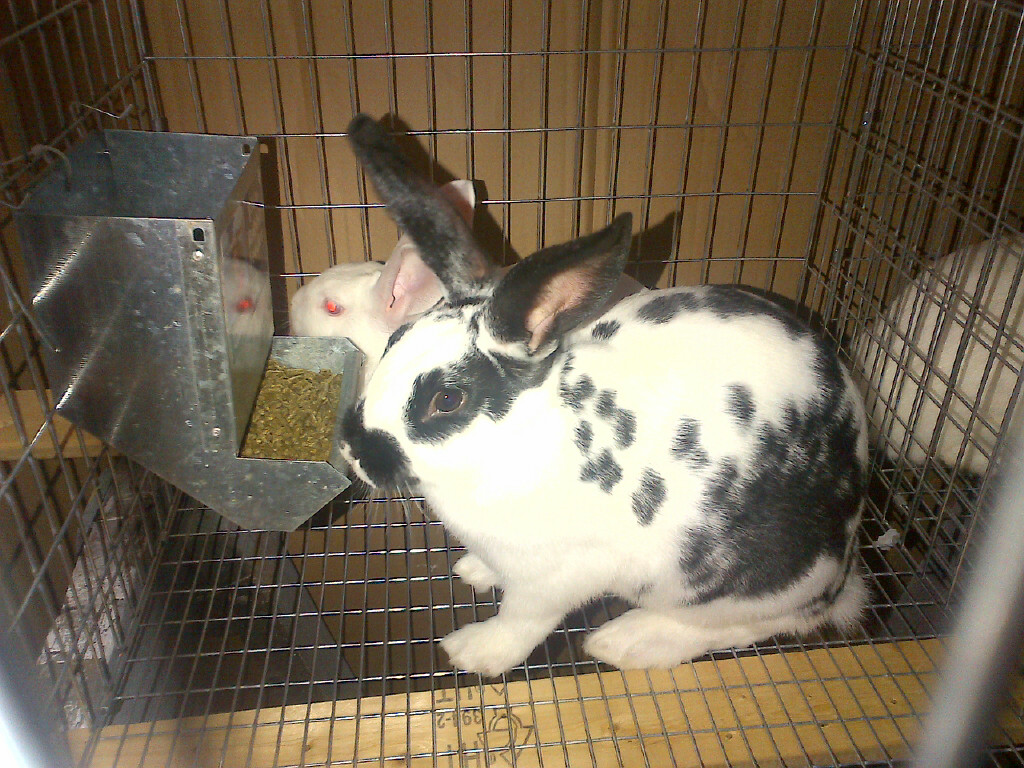 Koralewski Family: New Zealand Rabbits are Here!