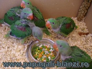 papagali blanzi: etape de dezvoltare la un pui de papagal Marele Alexander