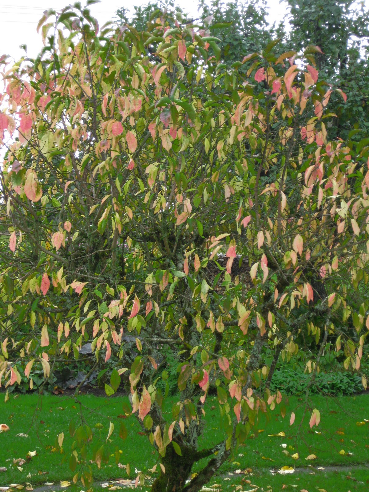 Elu aias: 13.oktoober