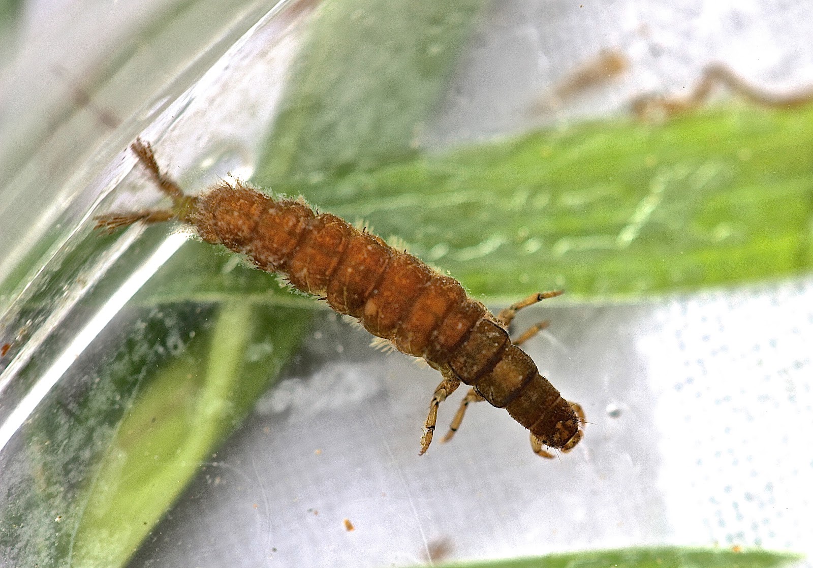 Aquatic Insects of Central Virginia: Ceratopsyche sparna/Hydropsyche ...