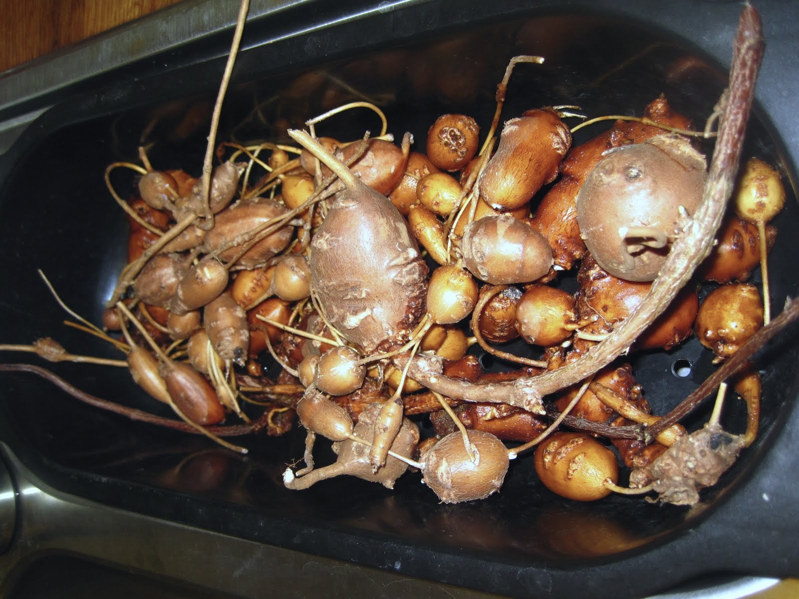 Temperate Climate Permaculture: Permaculture Plants: Groundnut