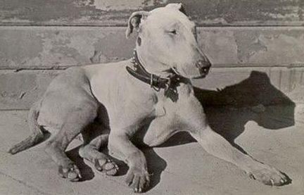 Famous Dogs in History: Patsy Ann: Juneau's Official Greeter