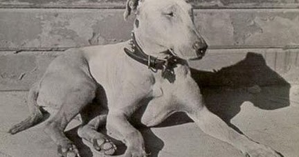 Famous Dogs in History: Patsy Ann: Juneau's Official Greeter