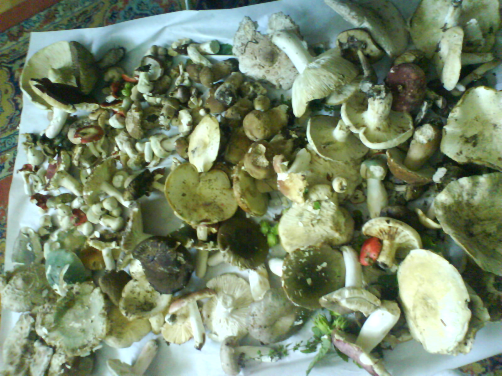 La ciuperci: Ciupercile comestibile, otrăvitoare, medicinale