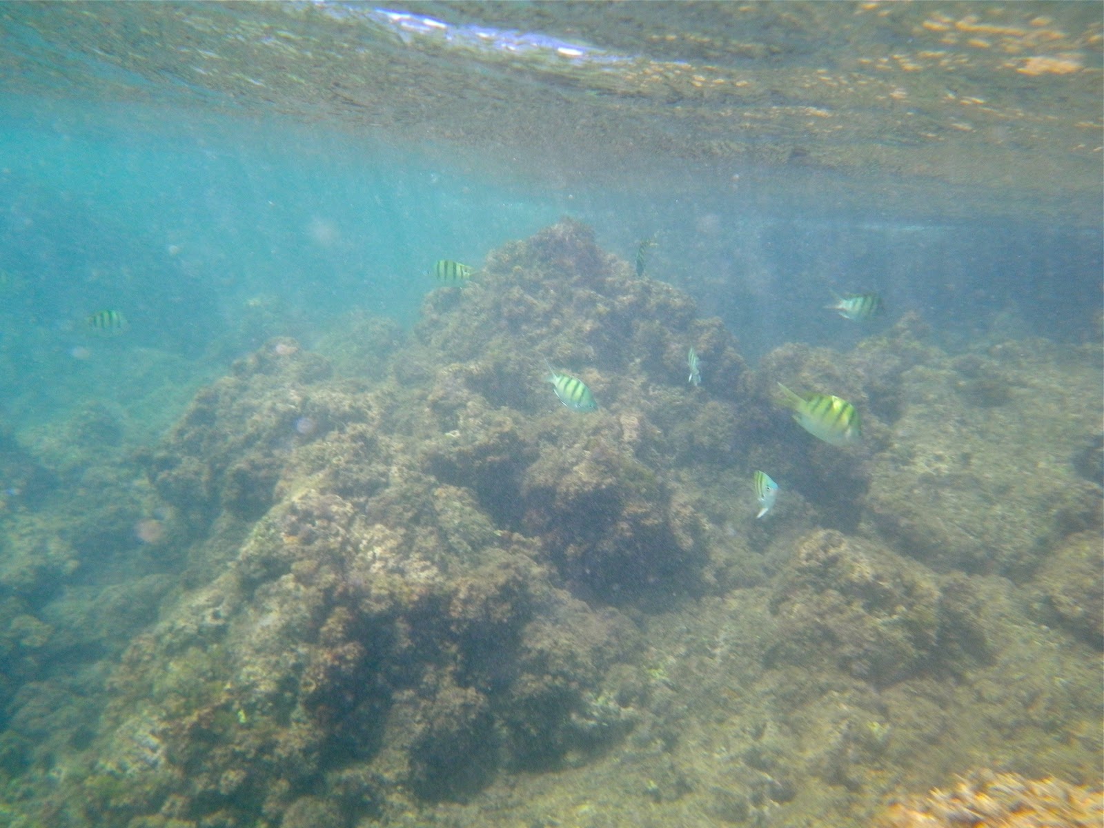 Psychedelic Waterfall: Christmas Wrasse, Manini fish and started a new ...