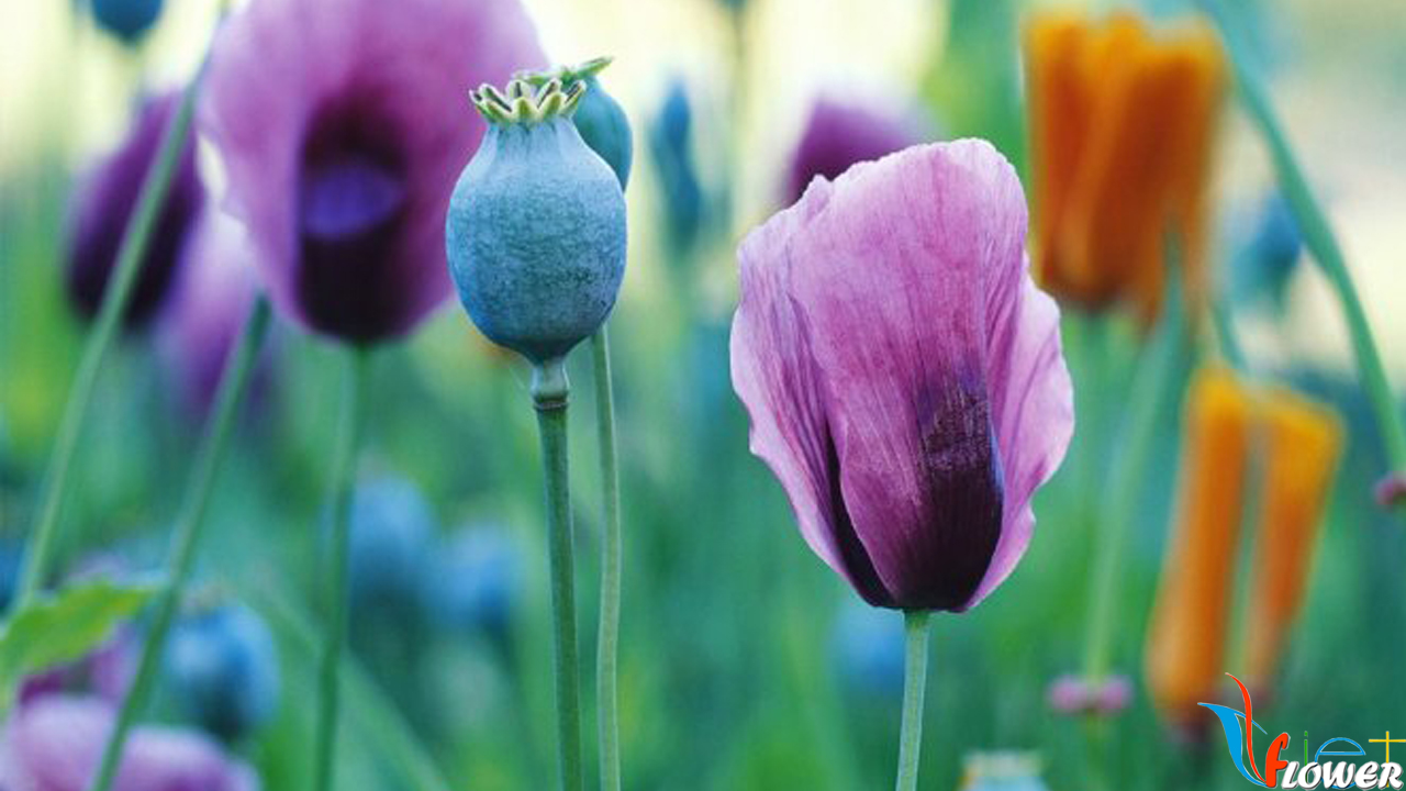 Sự tích hoa Poppy (Anh Túc) - Quinhon11