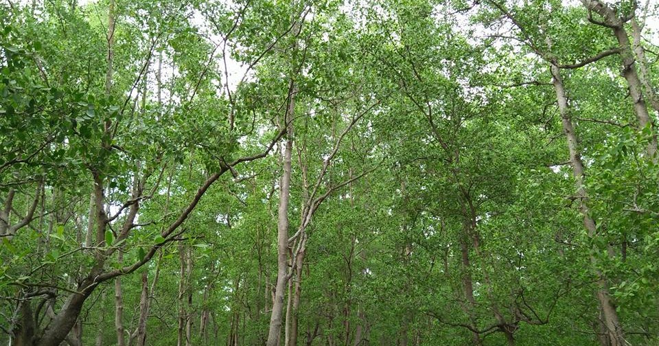 the North Borneo Adventure: PEMBIBITAN POHON PARAPAT