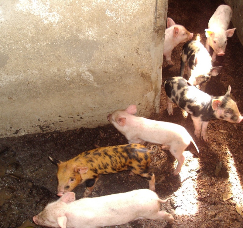 Reunião dos Tesos: Planificação das Bodas de Lusalite da Reunião dos Tesos