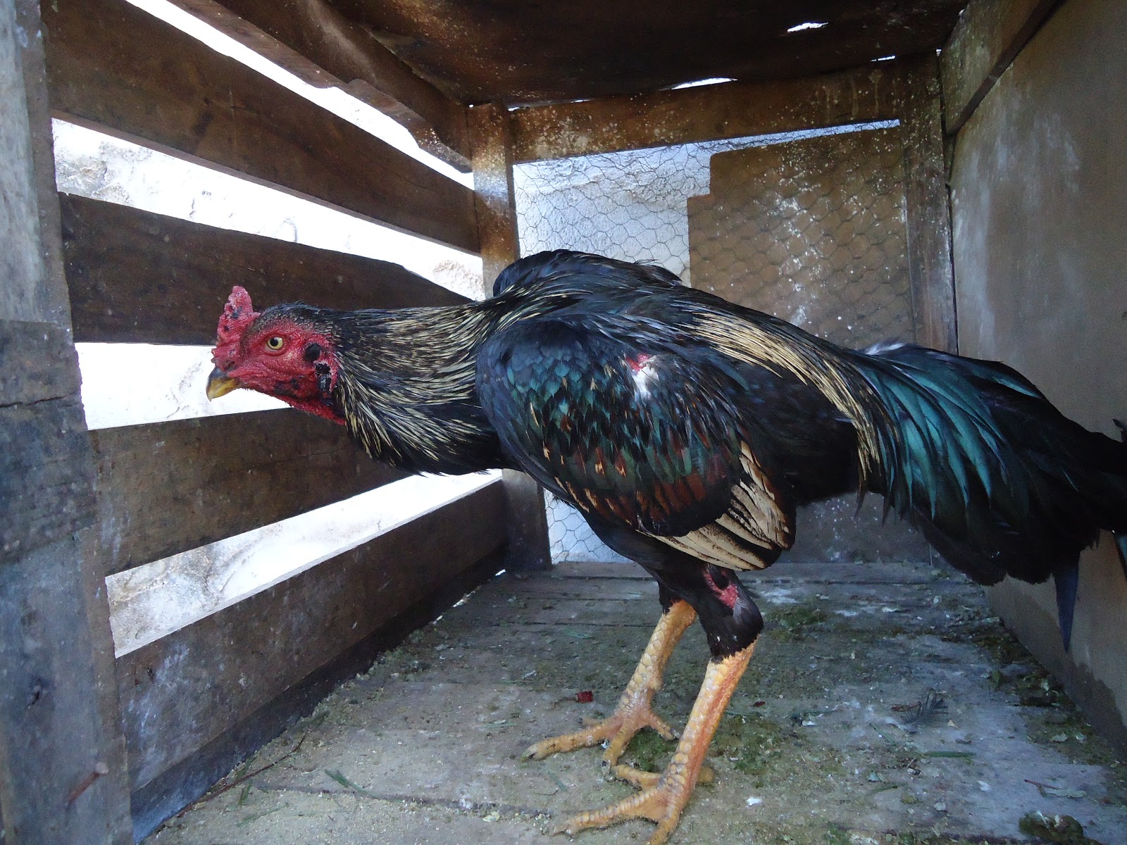 Galos Combatentes: AS MELHORES CORES PARA BRIGAS