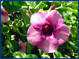 KESIHATAN MENGGUNAKAN HERBA TEMPATAN: KHASIAT BUNGA ALLAMANDA