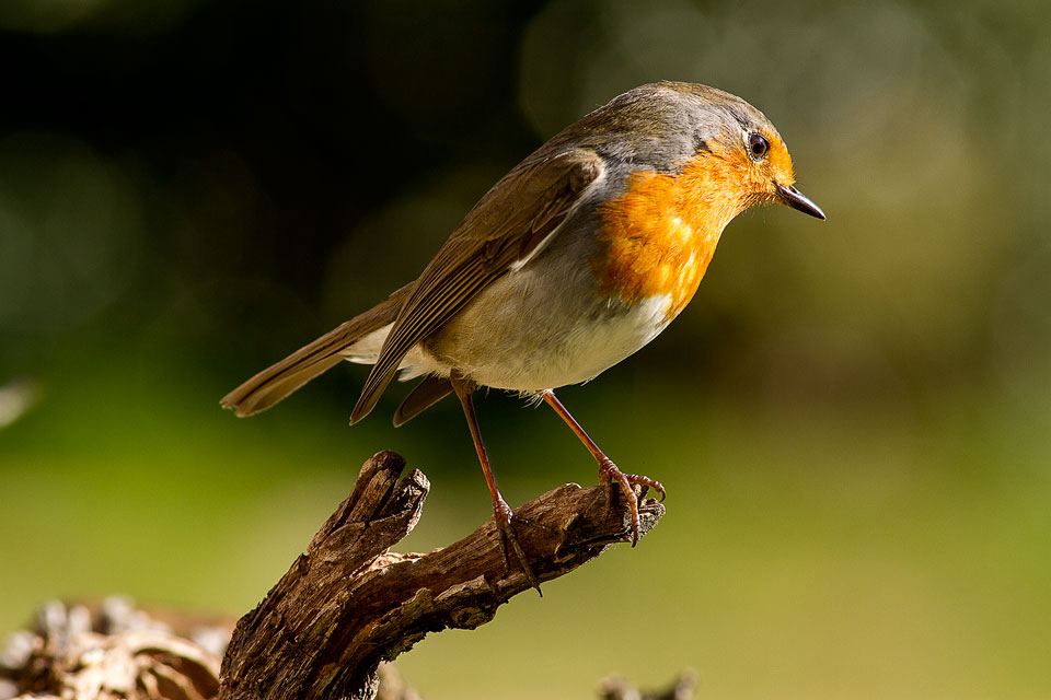 Mi blog: Nuestros petirrojos