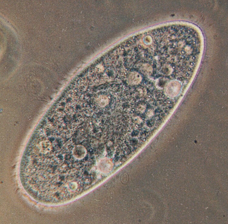 Taxas Biológicas : Protozoarios