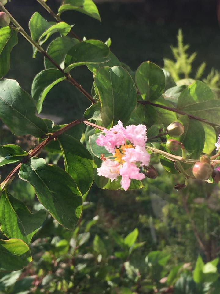 Regin's Realm: Melendres in full bloom