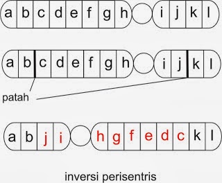 Dunia HanifaNan :): MUTASI BIOLOGI KELAS XII