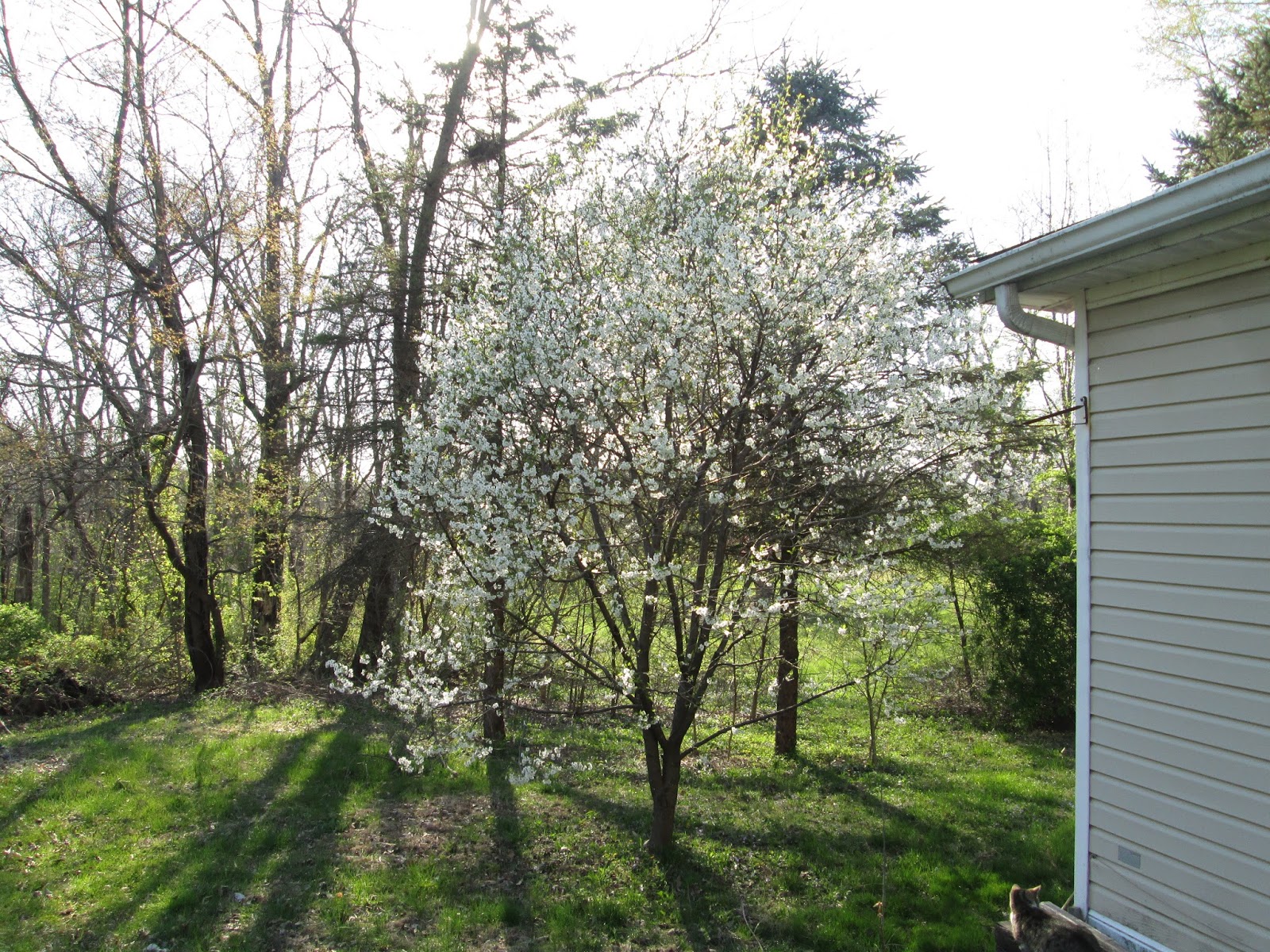 Elegant Blessings: These Glorious Days