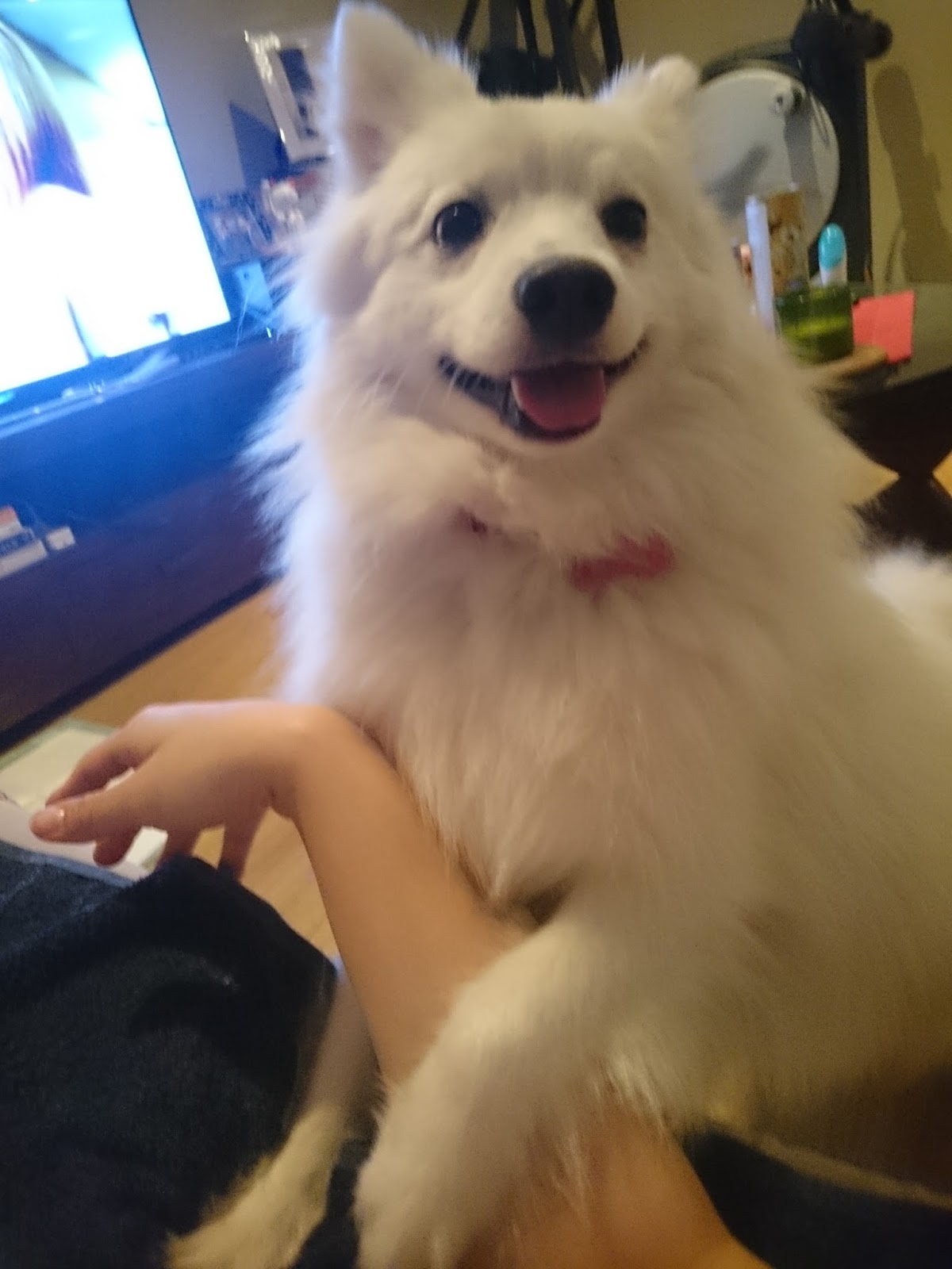 jasminetay.blogspot.com: Benji & Coco!