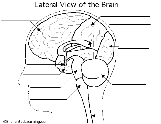 Coloring page of the brain - Imagui