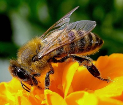 Hortus naturalis : Las abejas