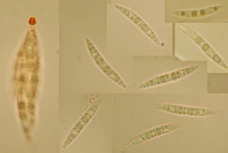Biodiversity Gatwick: British fungal firsts at Gatwick!