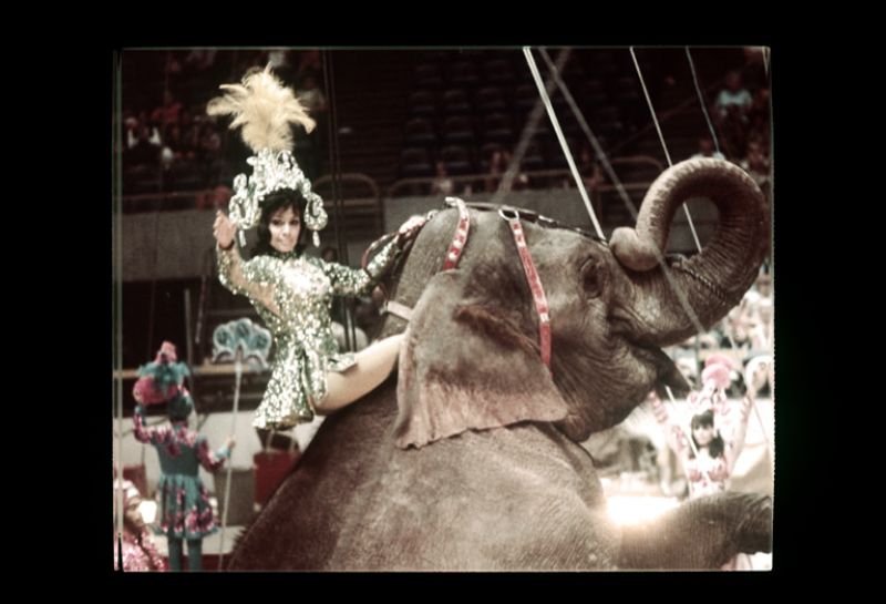 27 Color Pictures of Ringling Brothers and Barnum & Bailey Circus ...