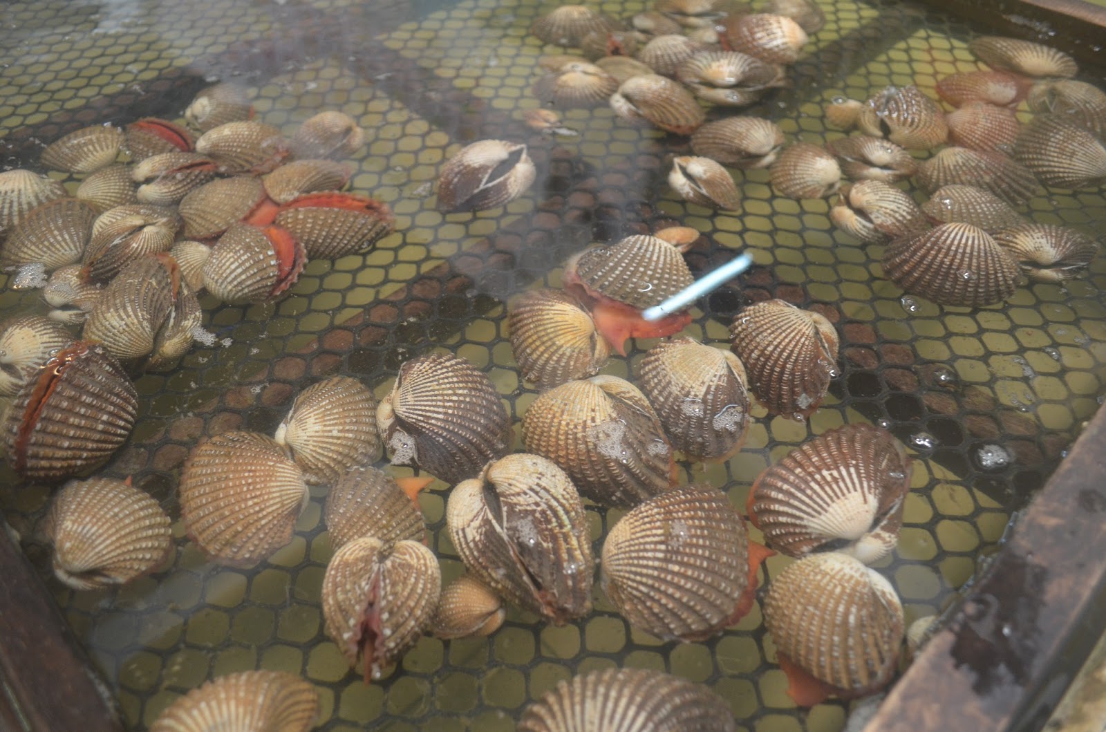 Colors of Life: Giant Cockles.
