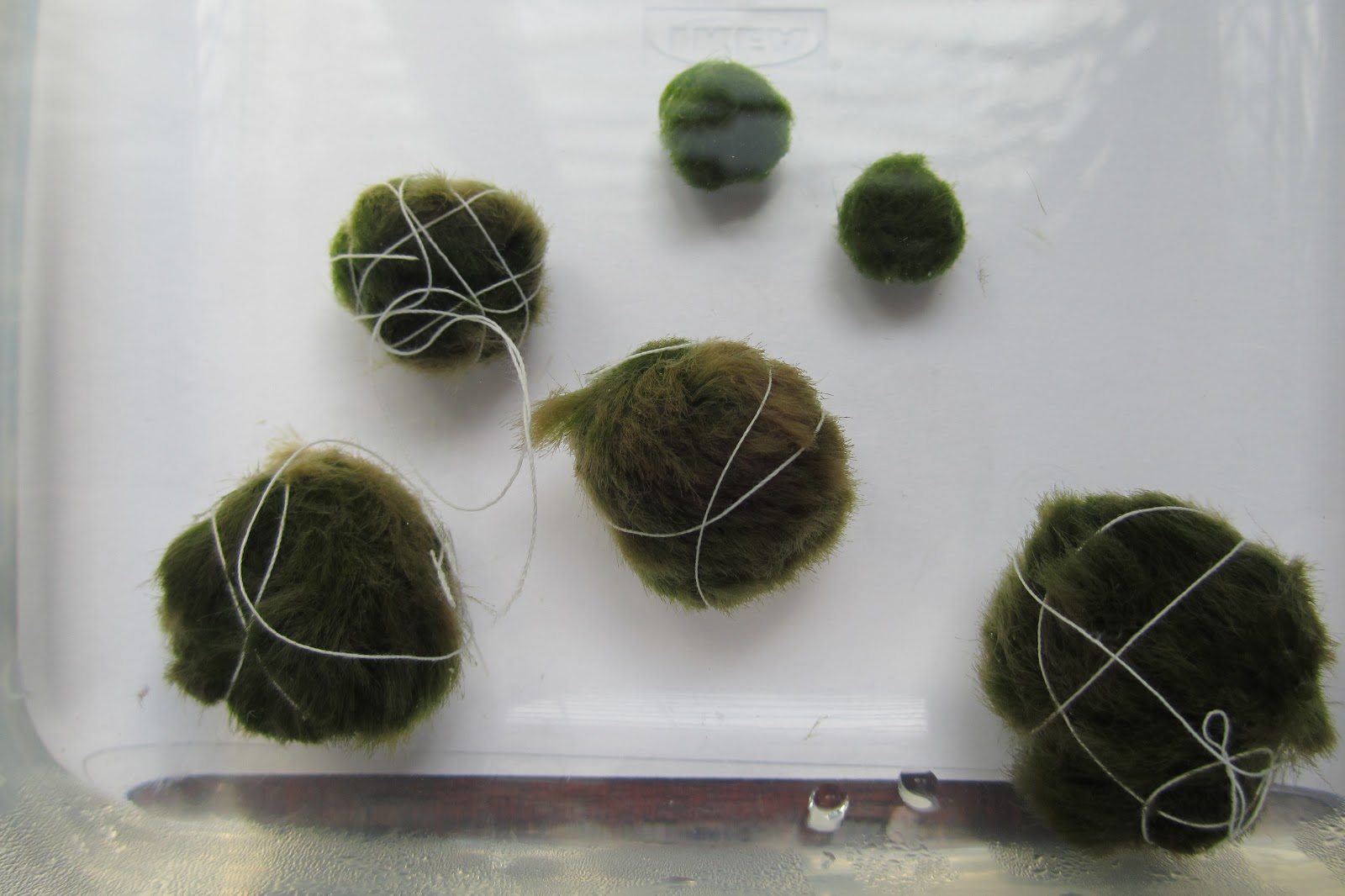 Marimo Care