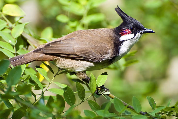 Nepali bird