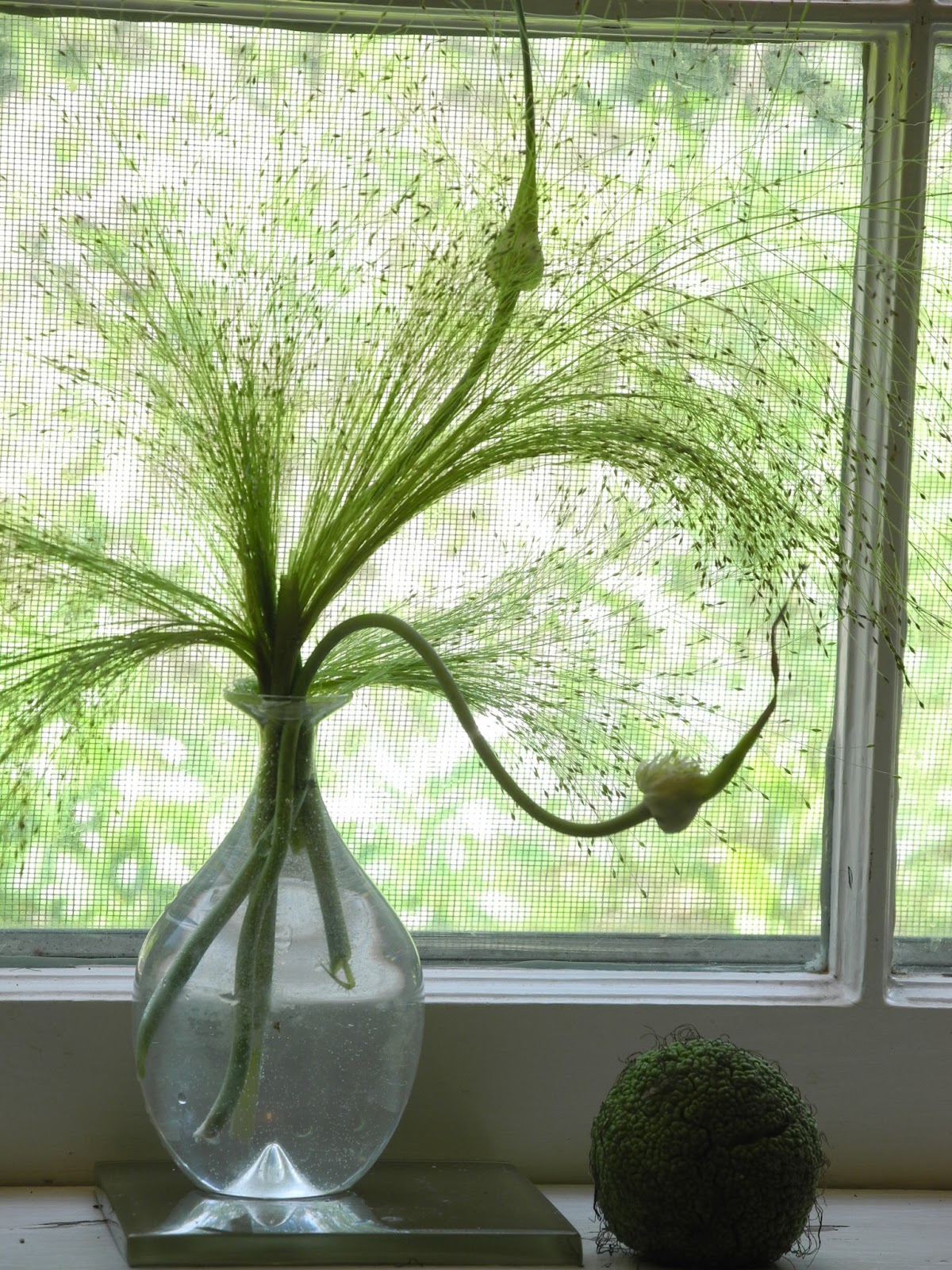 Windowsill Arranging: June 28, 2013 -- garlic scapes and fancy shapes