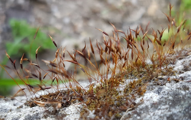 Ciencias Naturales en Secundaria: Briofitas