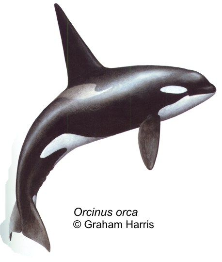 Argentina nativa: Orca (Orcinus orca)
