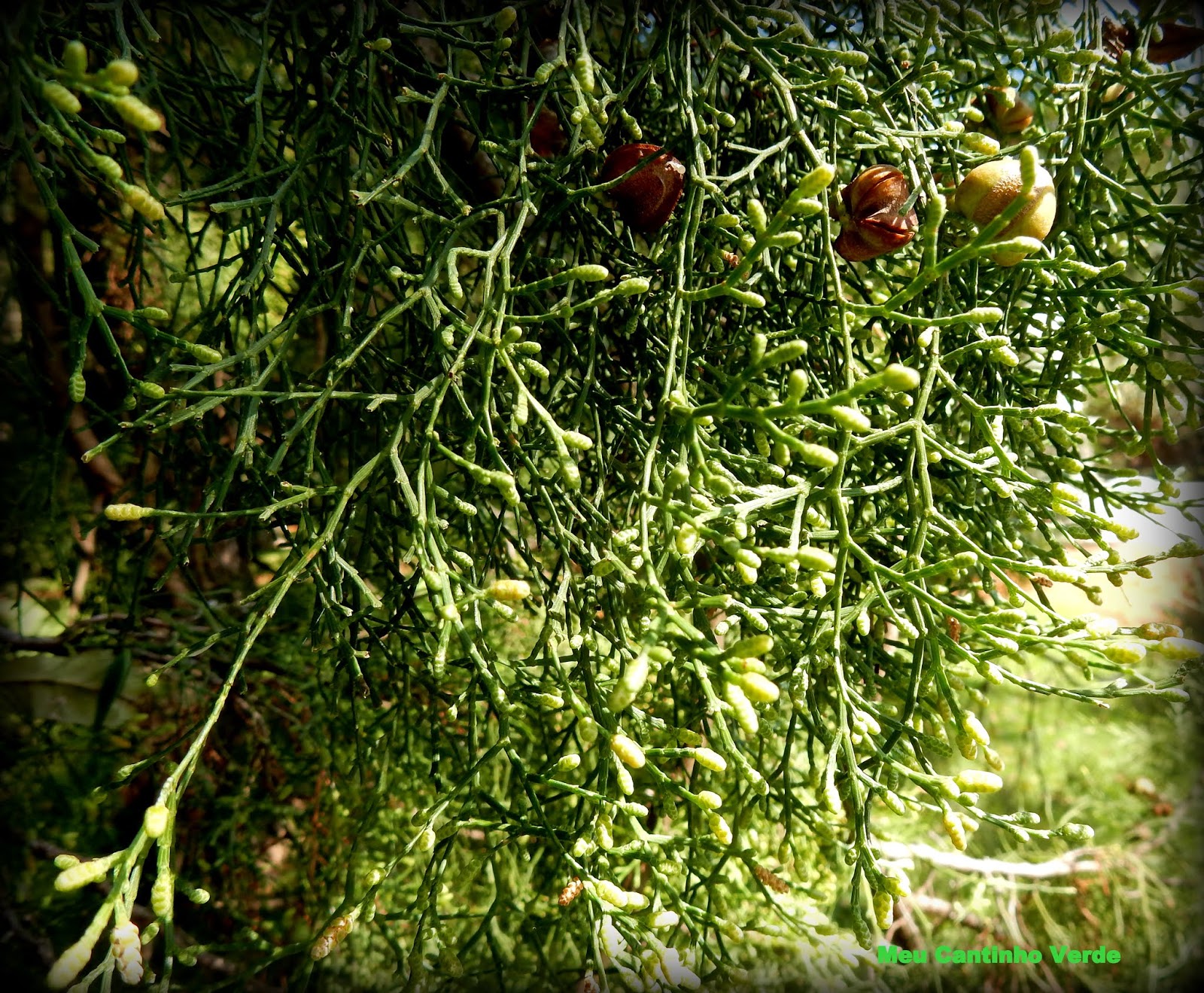 Meu Cantinho Verde: TETRACLINIS, ARAR - (Tetraclinis articulata)