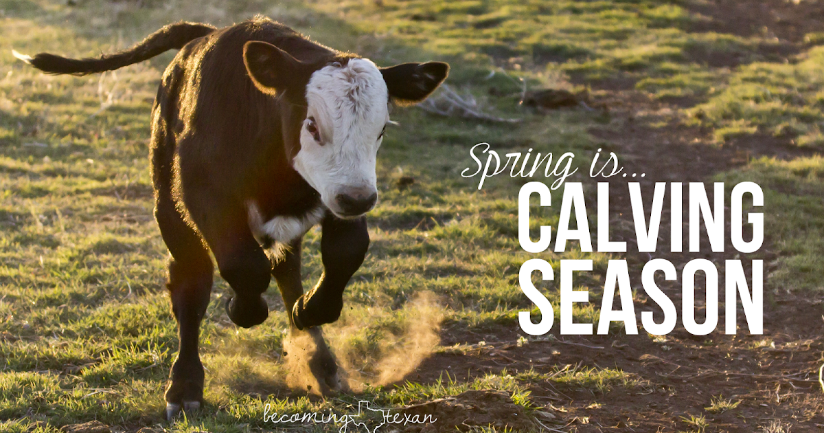 Becoming Texan: Spring is... Calving Season