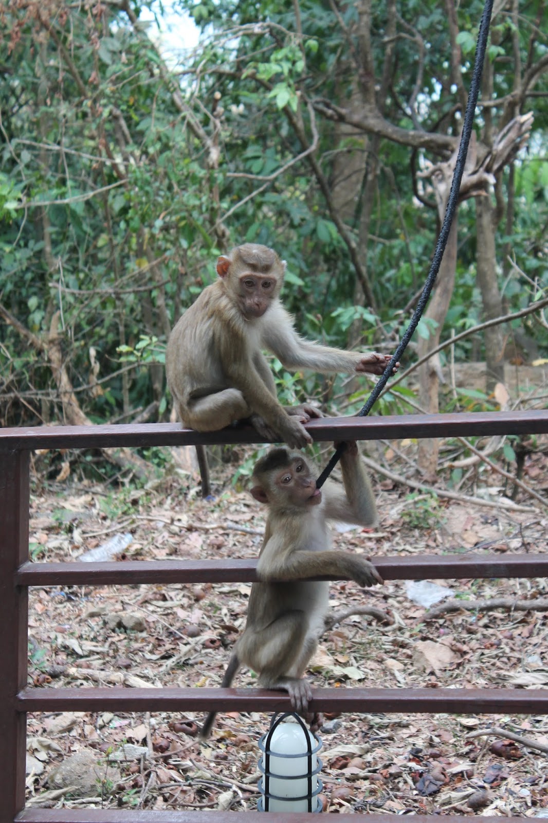 Thailand place to visit: Mangrove, บานขนมไทย ชาววง, Café-Y-Té, Monkey ...