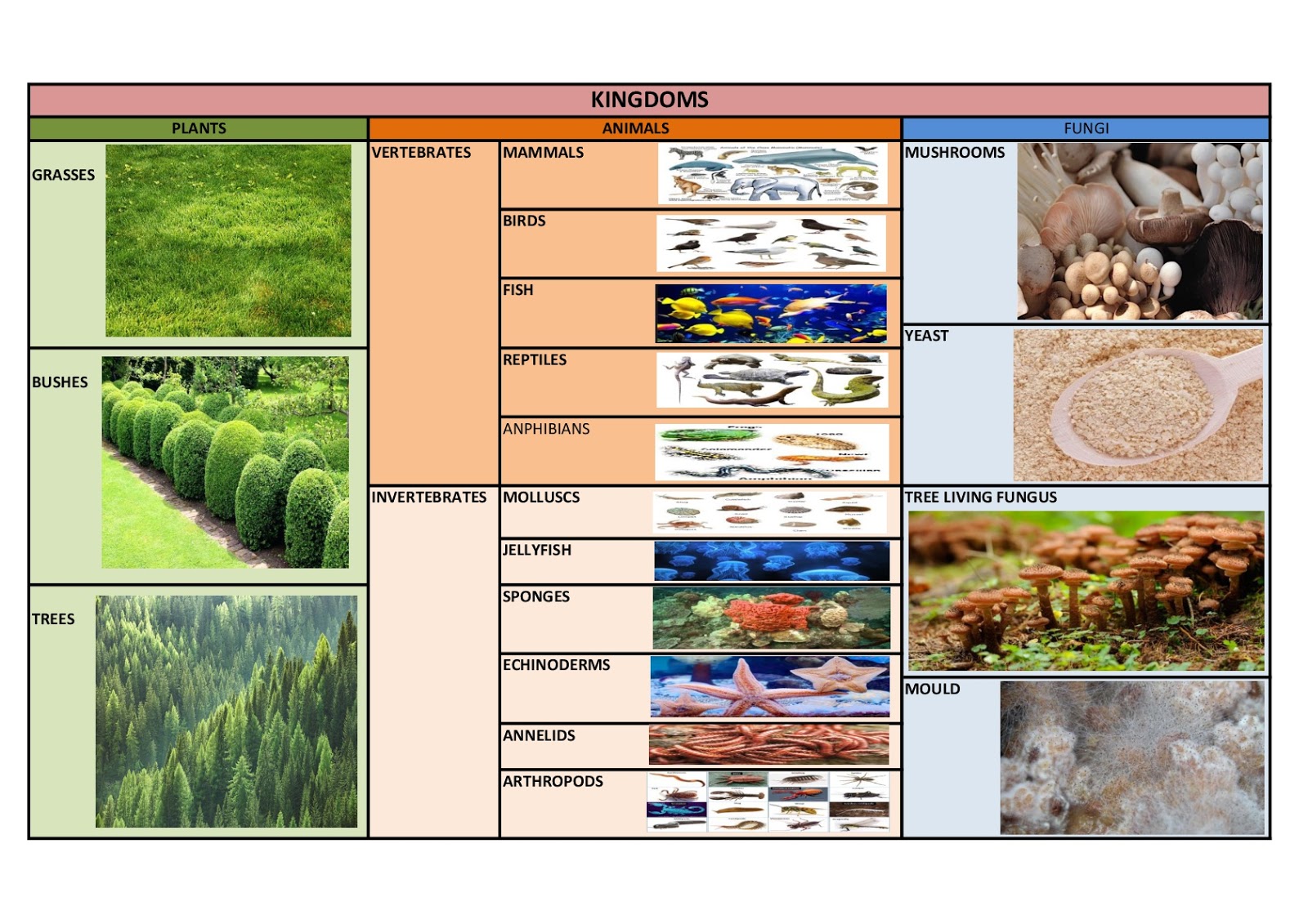 Learning Experiences: Kingdoms (Natural Sciences).