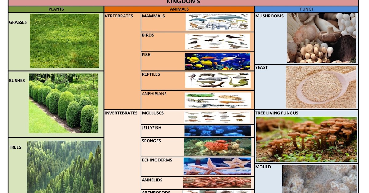 Learning Experiences: Kingdoms (Natural Sciences).