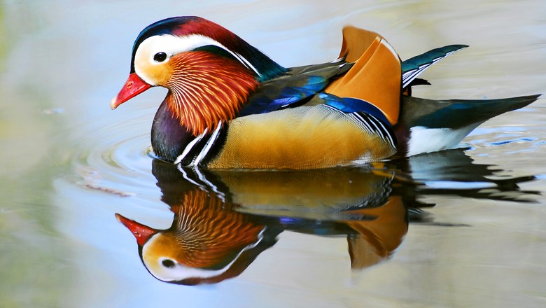 BLOG FERNANDO A VERDADE: Conheça o Pato-Mandarim: 'o pato mais bonito ...